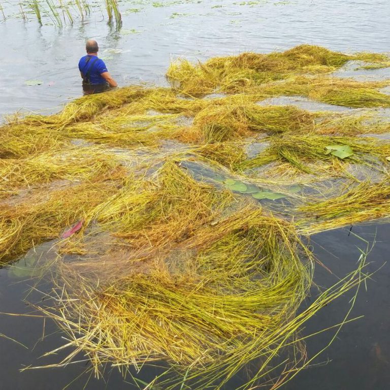 Central Florida Lake Restoration