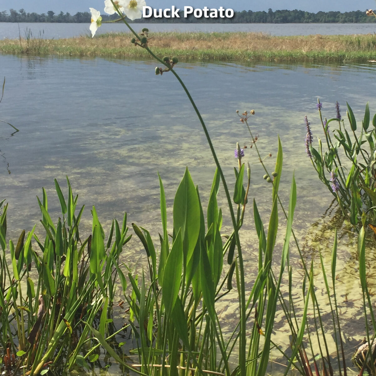 Aquascaping - Karina Lakefront
