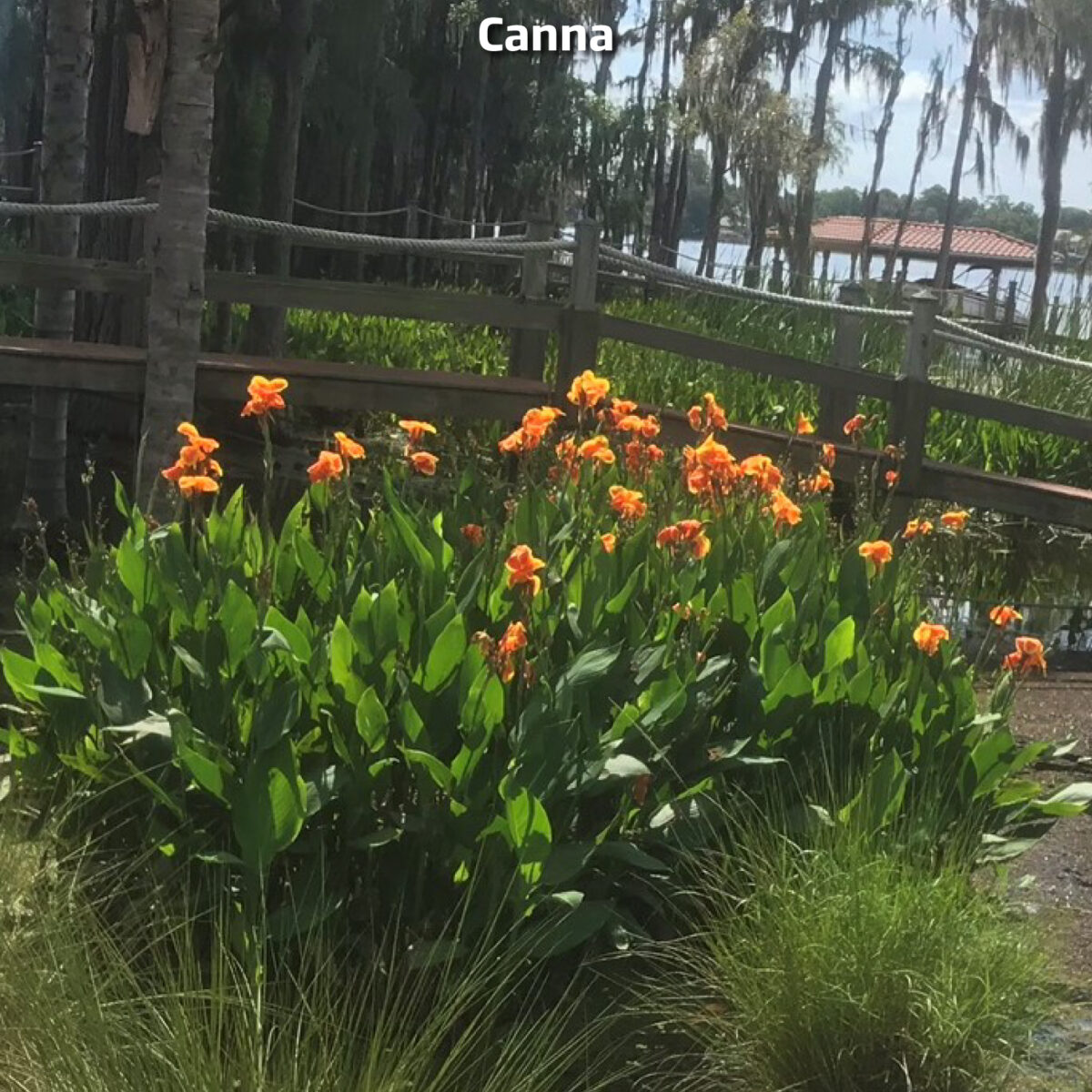 Aquascaping - Karina Lakefront