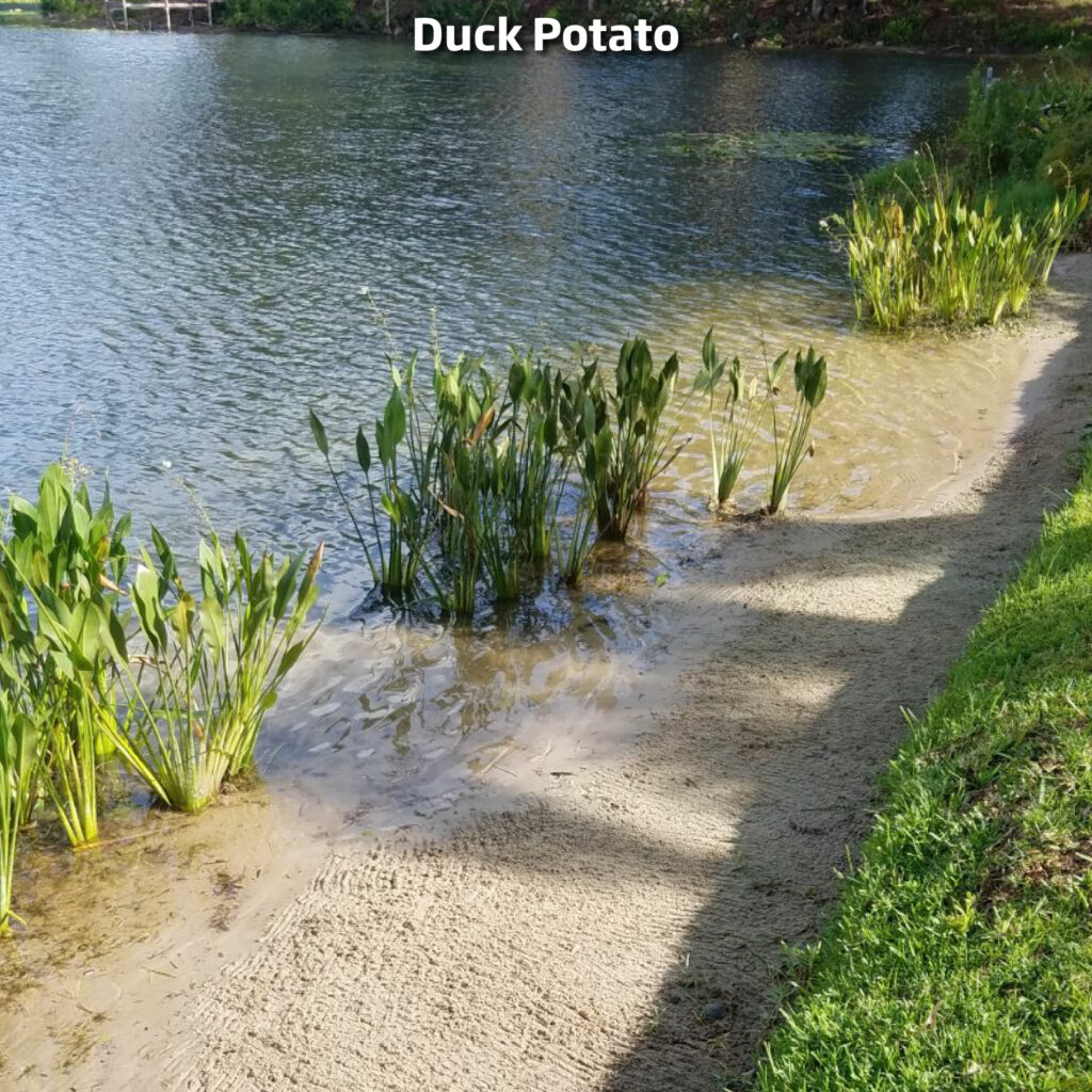 Aquascaping - Karina Lakefront